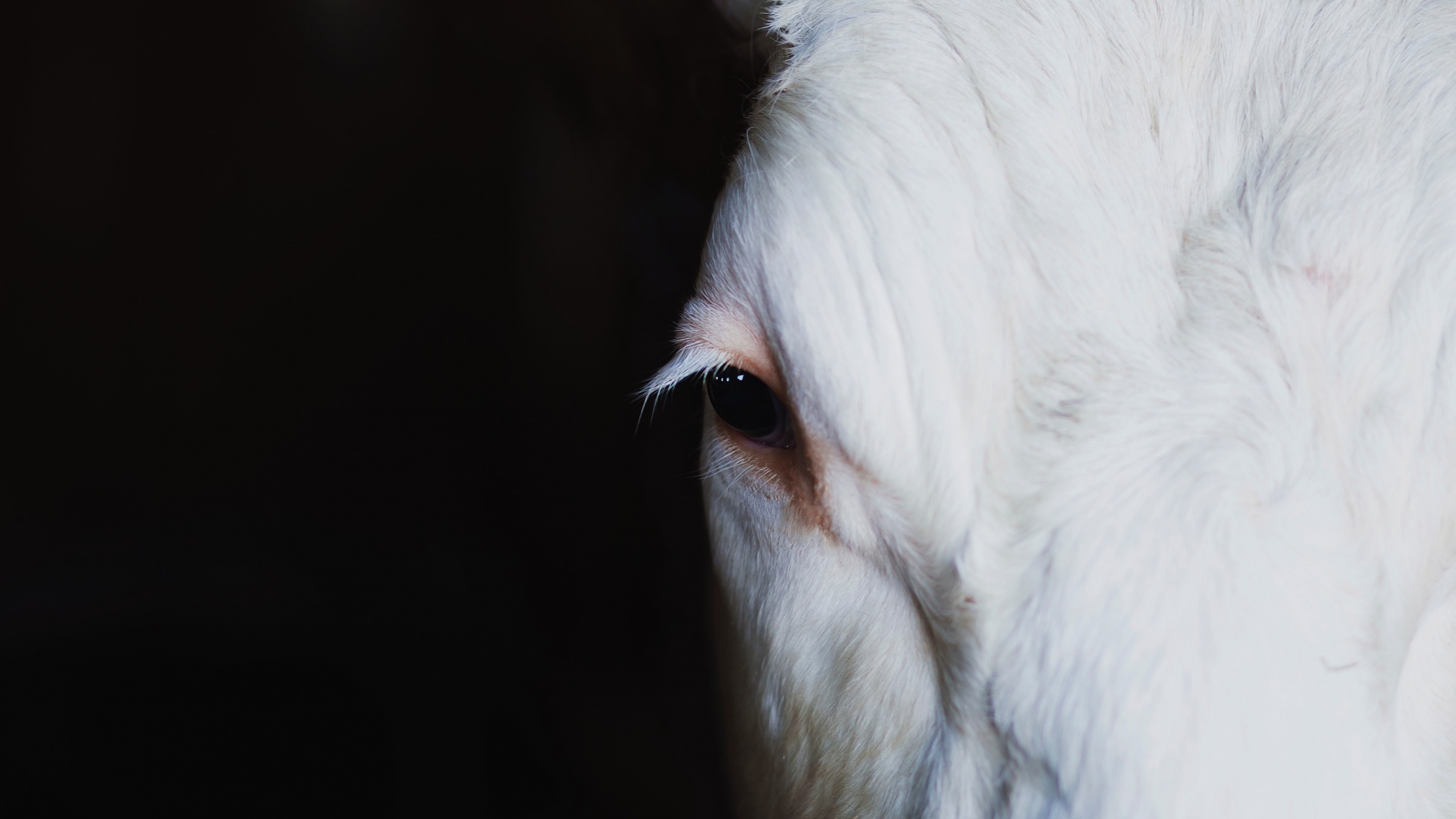 I Fear Men Like I Fear My Billy Goat - The Nasiona
